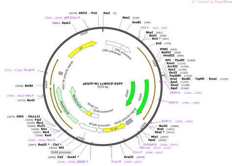 Addgene Pegfp N1 Lvwscp Egfp