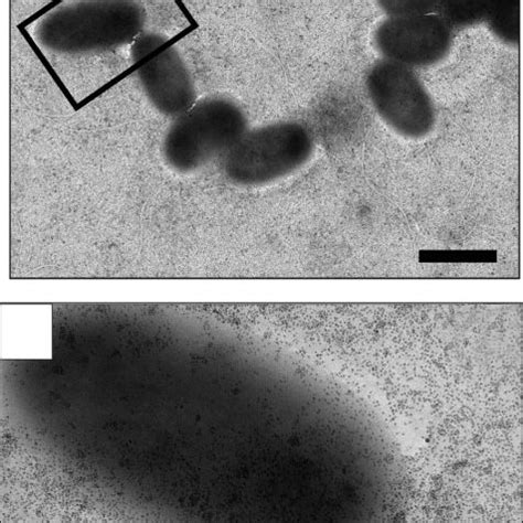 Transmission Electron Microscopy Tem Image Of Quantum Dots Deposited