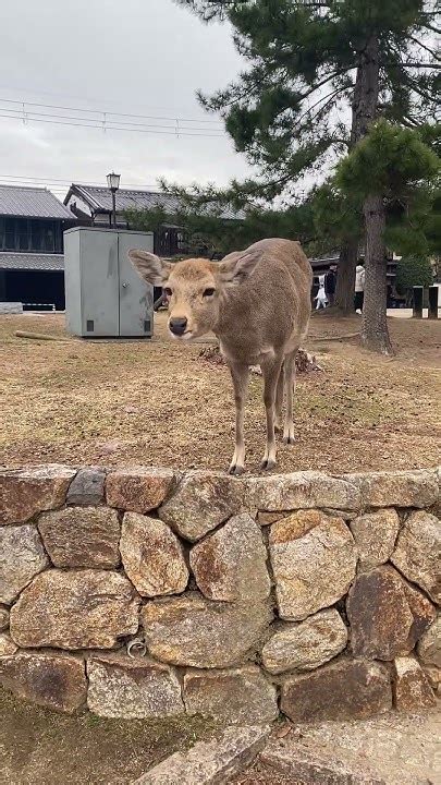 세상에서 가장 귀여운 사슴 Youtube