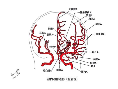 不同视角的脑动脉手绘（二） 脑医汇 神外资讯 神介资讯