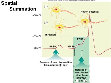 V Monoamines As Neurotransmitters A Introduction Monoamines Are