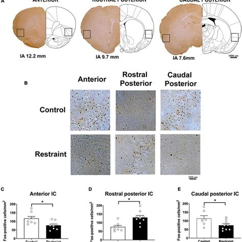 Effect Of Bilateral Microinjection Of The Non Selective Synaptic Download Scientific Diagram