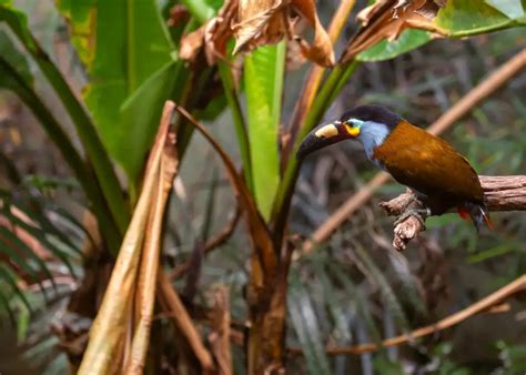 Plate Billed Mountain Toucans Information Biolifeearth
