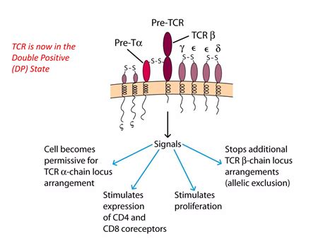 T Cell Development Maturation Activation And Differentiation Pptx