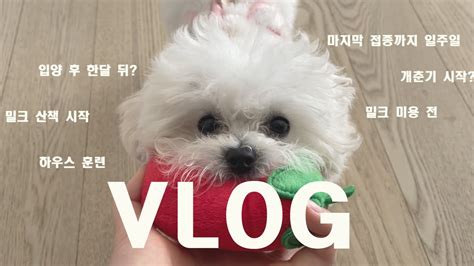 밀크 Vlog 입양 후 한 달 뒤 1 L 강아지 4개월 L 강아지 개춘기 시작 L 강아지 산책 시작 L 훈련 브이로그 L