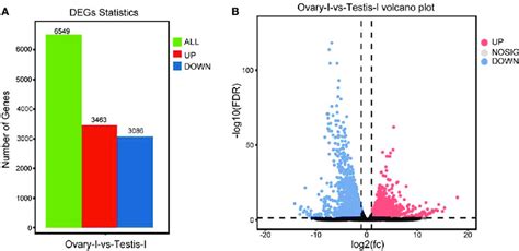 A Differentially Expressed Genes Degs In Males Testisi And