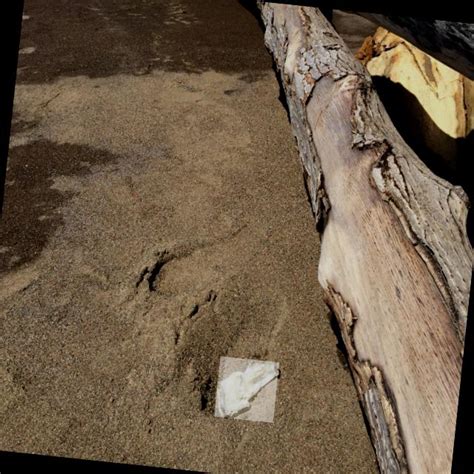 trash detection object detection dataset v35 avec toutes les data