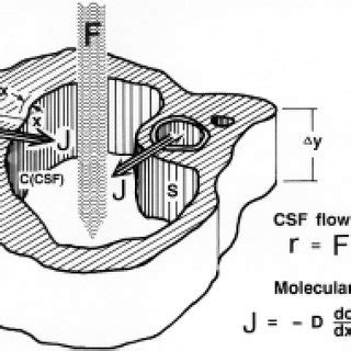 Anatomy And Physiology Of Cerebrospinal Fluid CSF Flow CSF Is Download Scientific