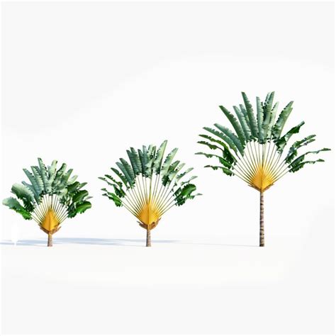 Tree SketchUp Models For Download TurboSquid