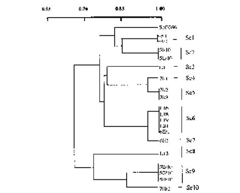 Dendrogram Obtained With The Upgma Method Using The Similarity Between
