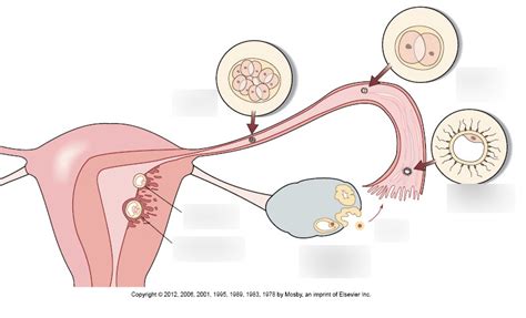 Normal Conception Diagram Quizlet