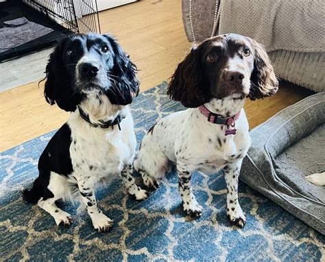 Philippa Hunt On Linkedin Double Trouble 😍 Princess Roxy Is Currently