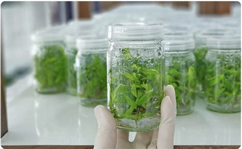 Somatic Embryogenesis Pptandpdf Download