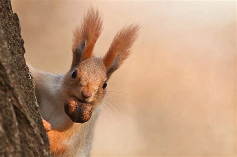Nut Tree Identification For Fall Foraging Artofit