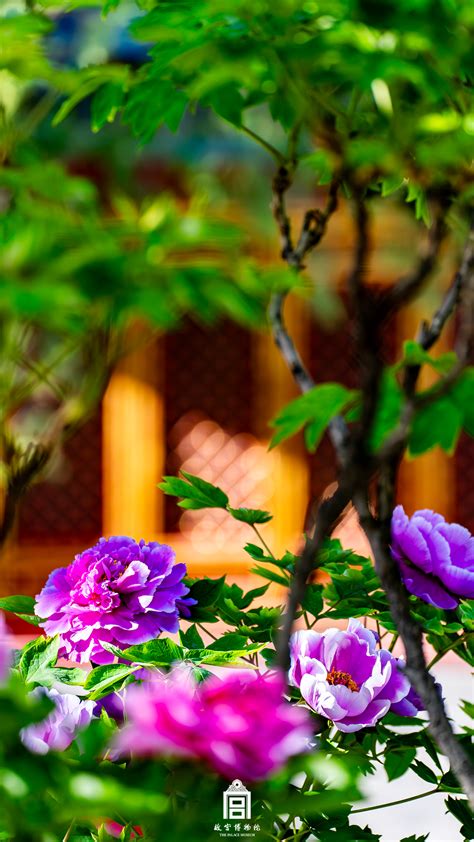 202404 慈宁宫花园 春季 花 故宫博物院 故宫壁纸