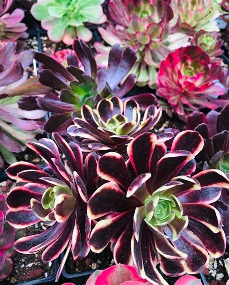 73 Types Of Aeonium Varieties Pictorial Guide Artofit