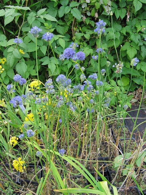 Allium Caeruleum Azureum Peak Cottage Plants