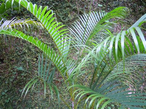 The Collection Of Different Trees And Plants With Different Colors And Different Types Of Shapes