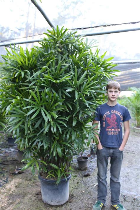 Rhapis Excelsa Ubicaciondepersonas Cdmx Gob Mx