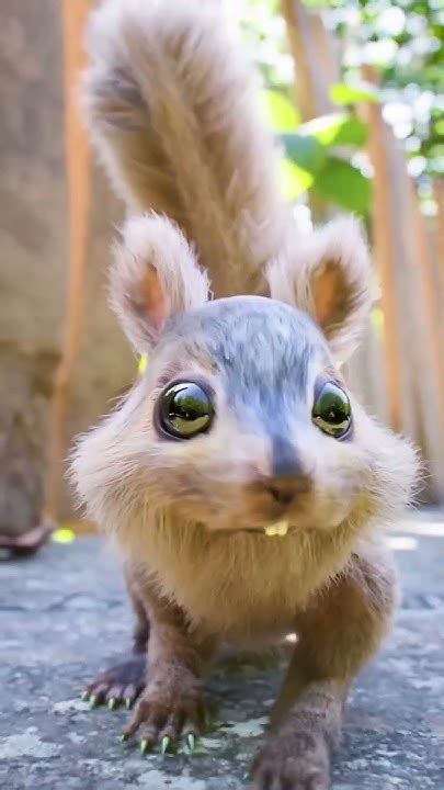 سنجاب صغير هدية سنجاب السنجاب المتكلم Squirrw سنجاب Youtube