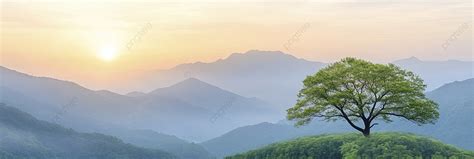 A Forest With Trees And Sun Shining Through The Background Forest Tree Nature Background