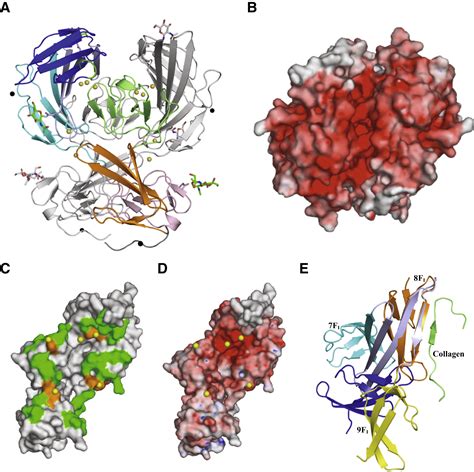 Zinc Induces Structural Reorganization Of Gelatin Binding Domain From