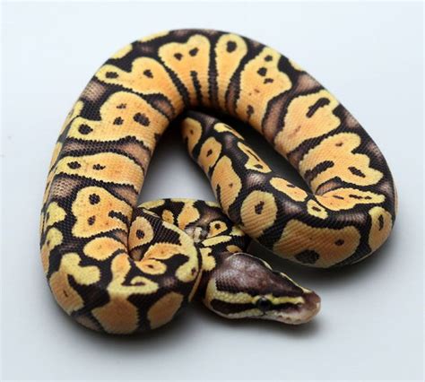 Super Pastel Yellowbelly Ball Python For Sale Python Regius FEMALE
