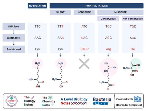 Point Mutation Definition Types Expii Vrogue Co