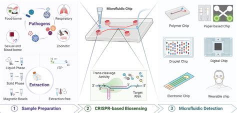 Overview Of Crispr‐based Microfluidic System In Infectious Diseases Download Scientific Diagram