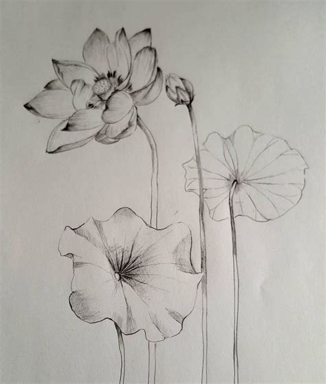 Yunjeong5116 Pinterest Pin 연꽃그리기~~ 자수도안해봅니다~ 아직은 바람의 도움으로 션합니다 연꽃 자수도안 꽃그림 꽃스타그램🌹 연필스케치