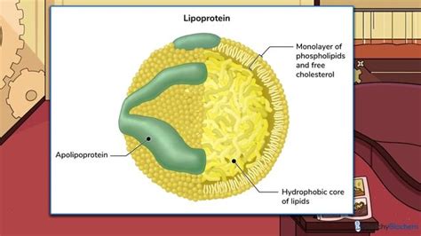 Lipid Transport Key Enzymes Major Apolipoproteins And Lipoprotein Functions Free Sketchy