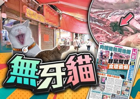 牛頭角肉檔豬殼擺地任鼠噬 負責人今年第二度遭檢控｜即時新聞｜港澳｜oncc東網