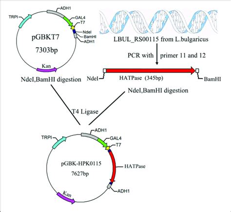 Construction Of Recombinant Plasmid Pgbk Hpk0115 The Red Arrow
