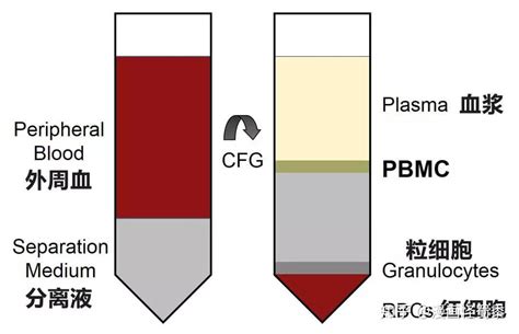 Pbmc 人骨髓单个核细胞 知乎