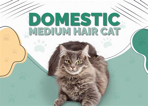 Domestic Medium Hair Cat Breed Info Pictures Care Traits And Facts
