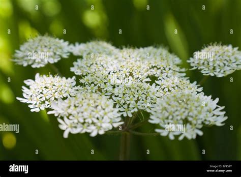 Cow Parsnip Hogweed Stock Photo Alamy
