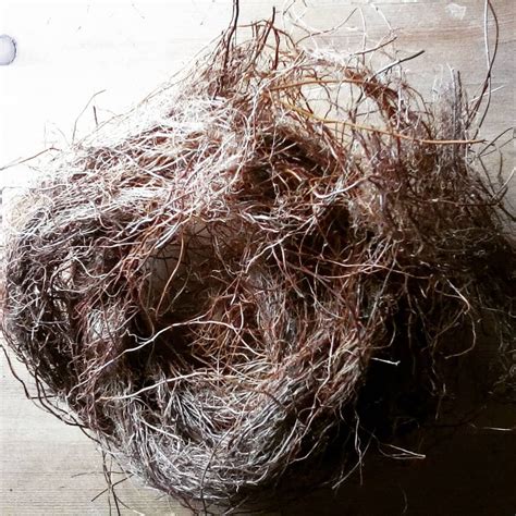 Seagrass Roots Seaewitchery Seawitch Witchcraft Witch Wiccan Etsy