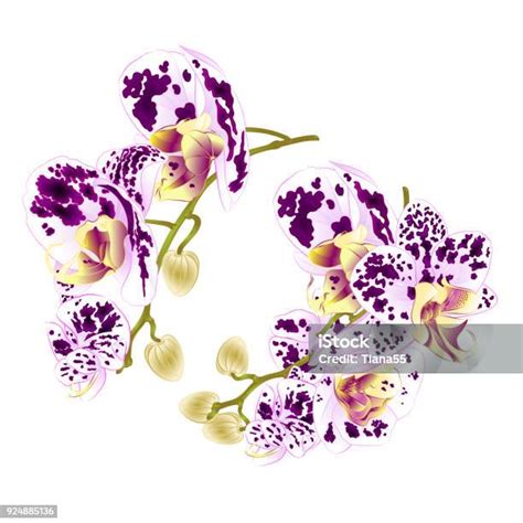 분기 난초 발견 보라색과 흰색 꽃 흰색 배경에 Phalaenopsis 설정 첫 번째 빈티지 벡터 식물 일러스트 레이 션 디자인에