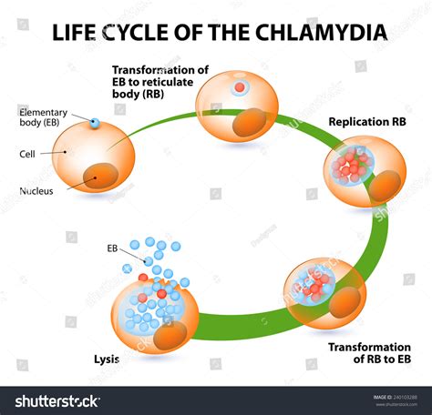 Chlamydia Bacteria
