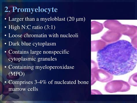 Immature Granulocytes Causes Absolute And Normal Range