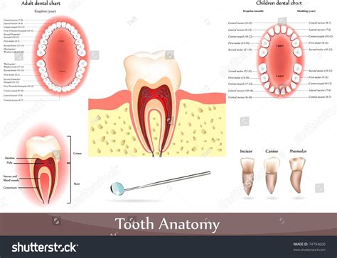 Great Collection Tooth Anatomy Detailed Diagrams Stock Illustration