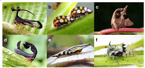 Various 3d Morphologies Of Treehopper Helmets The Morphology And Color Download Scientific