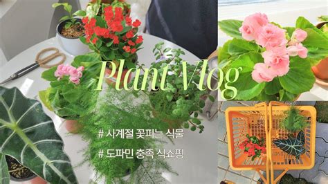 사계절 꽃 피는 식물 몇가지 초보 식집사 식쇼핑 식물소개베란다에서 키우기 좋은 식물 Houseplants Youtube