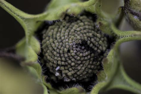 Seed Pod Inside A Flowering Plant Image Free Stock Photo Public Domain Photo CC0 Images