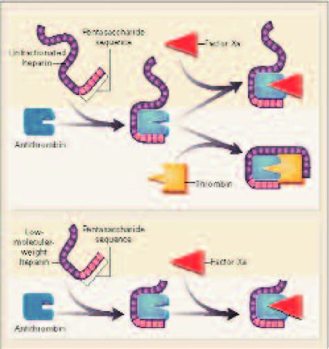 Catalysis Of Antithrombin Mediated Inactivation Of Thrombin Or Factor