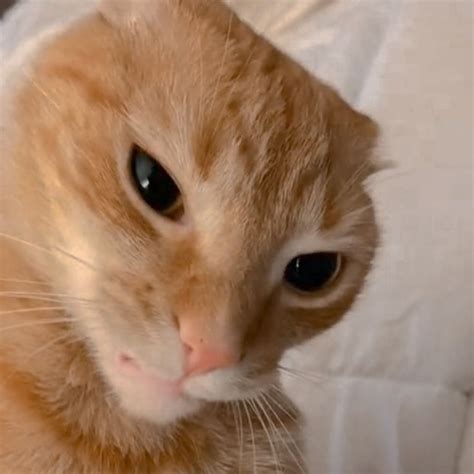 Cute Cat Meme Face Cute Cat Cat Memes Cats