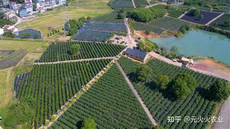 怀宁元火火蓝莓栽培管理技术水源对蓝莓种植的重要性 知乎