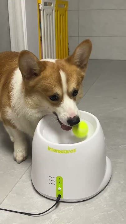 코기 강아지들 내가 잘하는 건 혼자 노는 것shortvideo 코기 강아지 능력 Youtube