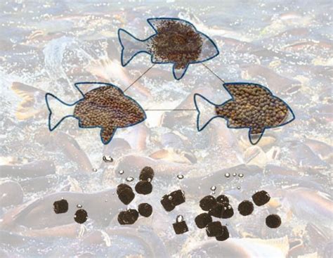 How To Promote Aquatic Feed Utilization Ratio