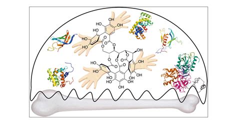Systemic Convergent Multitarget Interactions Of Plant Polyphenols